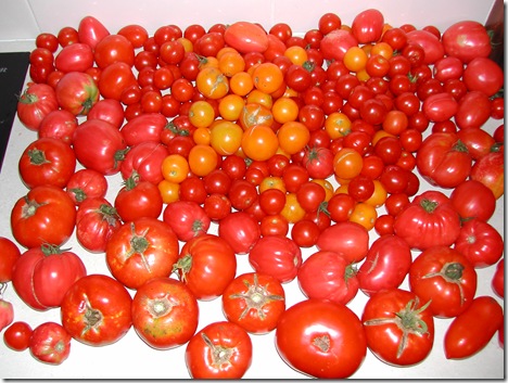 Adelaide Kitchen Gardeners: Tomatoes with flavour